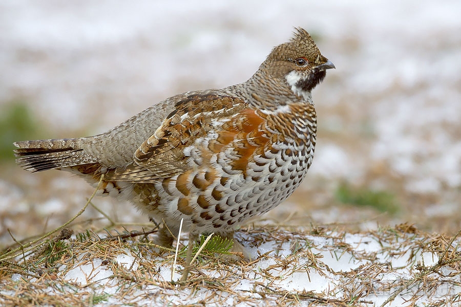 Bonasa bonasia Hazel Grouse Grévol (Común)