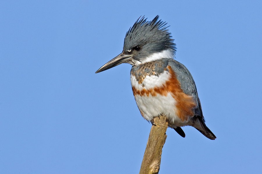 Ceryle alcyon Belted Kingfisher