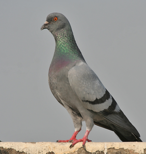 Columba livia Rock Dove /Feral Pigeon /Common Pigeon Paloma Domestica ...