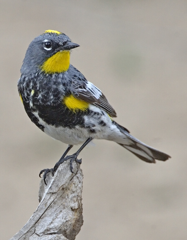 Dendroica coronata Yellow-rumpted Warbler