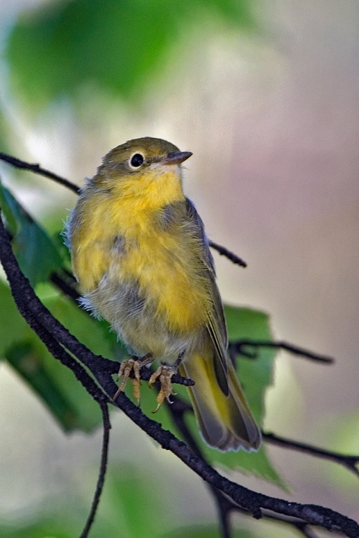 Dendroica petechia Yellow Warbler