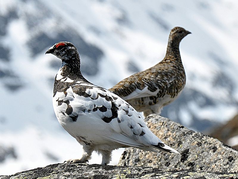 Lagopus mutus (Rock) Ptarmigan Perdiz nival / Lagópodo Alpino