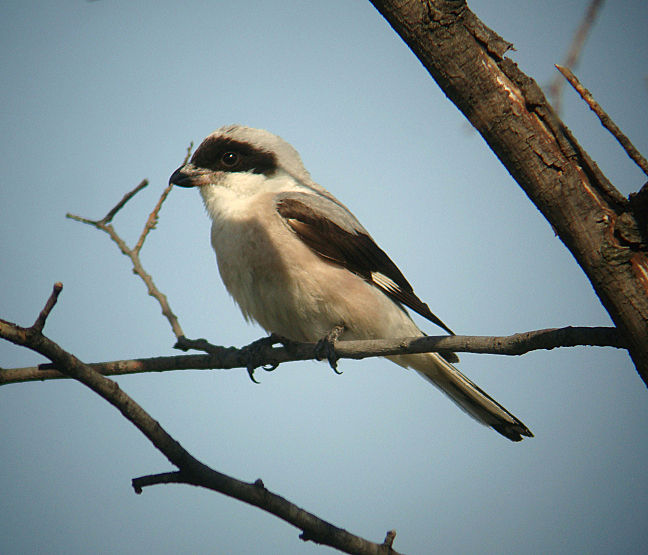 Lanius minor Lesser Grey Shrike Alcaudón chico