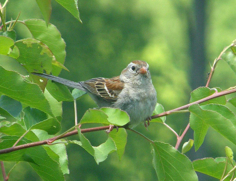 Spizella pusilla Field Sparrow