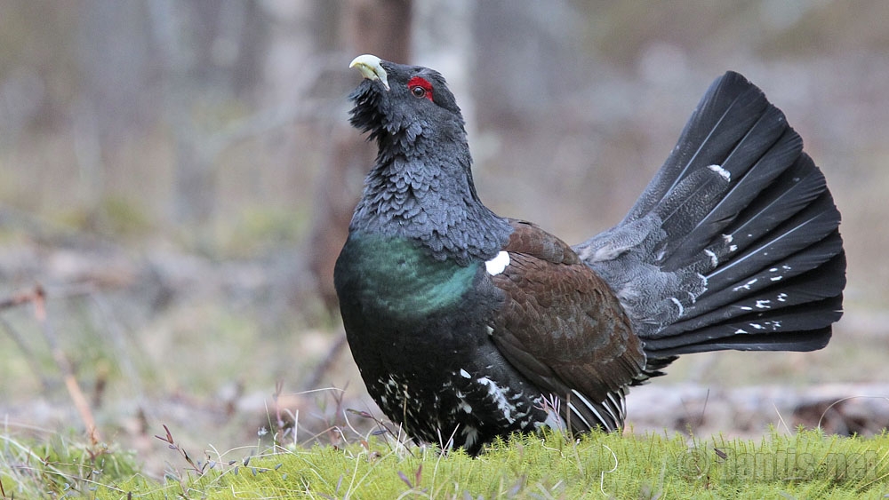 Tetrao urogallus Capercaillie Urogallo (Común)